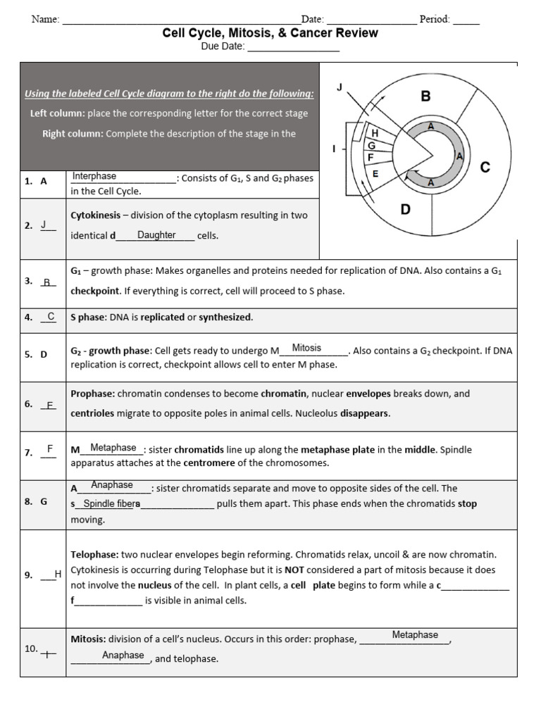 Cell Cycle and Cancer Review | PDF | Mitosis | Cell Cycle