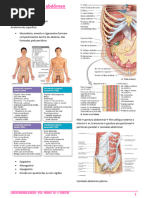 Anatomia do Peritônio e Cavidade Peritoneal | PDF | Peritônio | Corpo ...