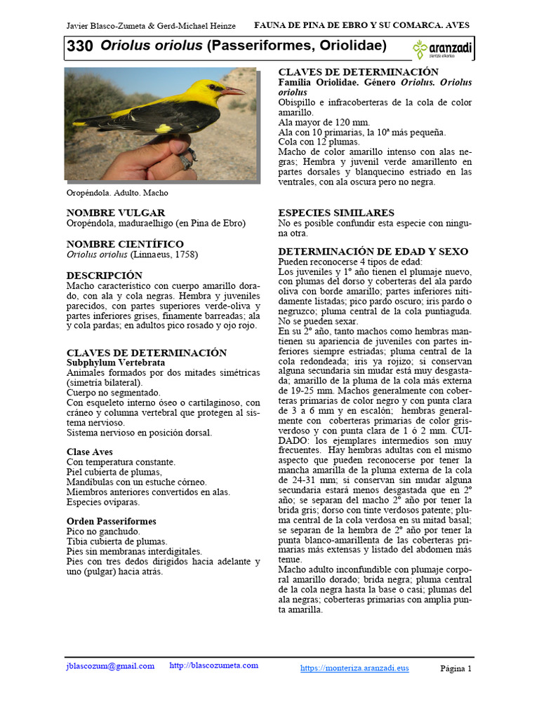 330 Oriolus-Oriolus | PDF | Pluma | Aves