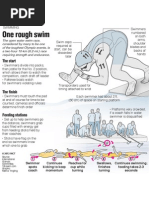 Olympic relay explained