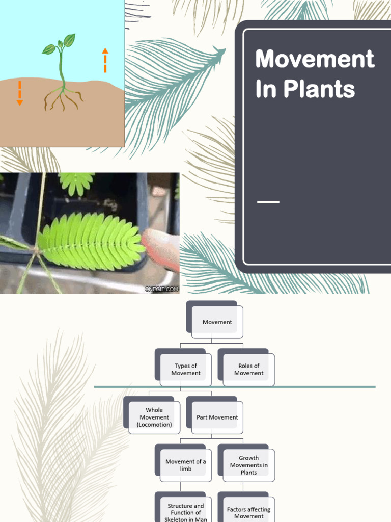 5th Form Biology-Movement in Plants-Tropisms | PDF | Auxin | Biology