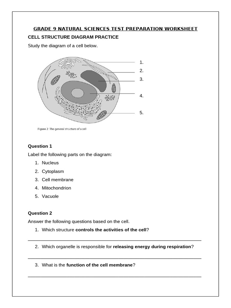 Grade 9 Natural Science Term 1 Revision Activity | PDF | Cell (Biology ...