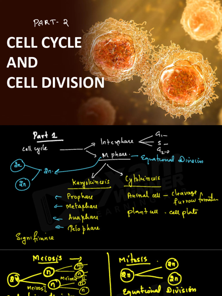 Plus One Biology Cell Cycle and Cell Division Part 2 Notes 817 | PDF