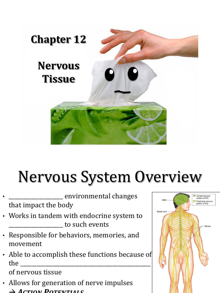 Nervous System - Chapter 12 - Nervous Tissue | PDF | Chemical Synapse ...