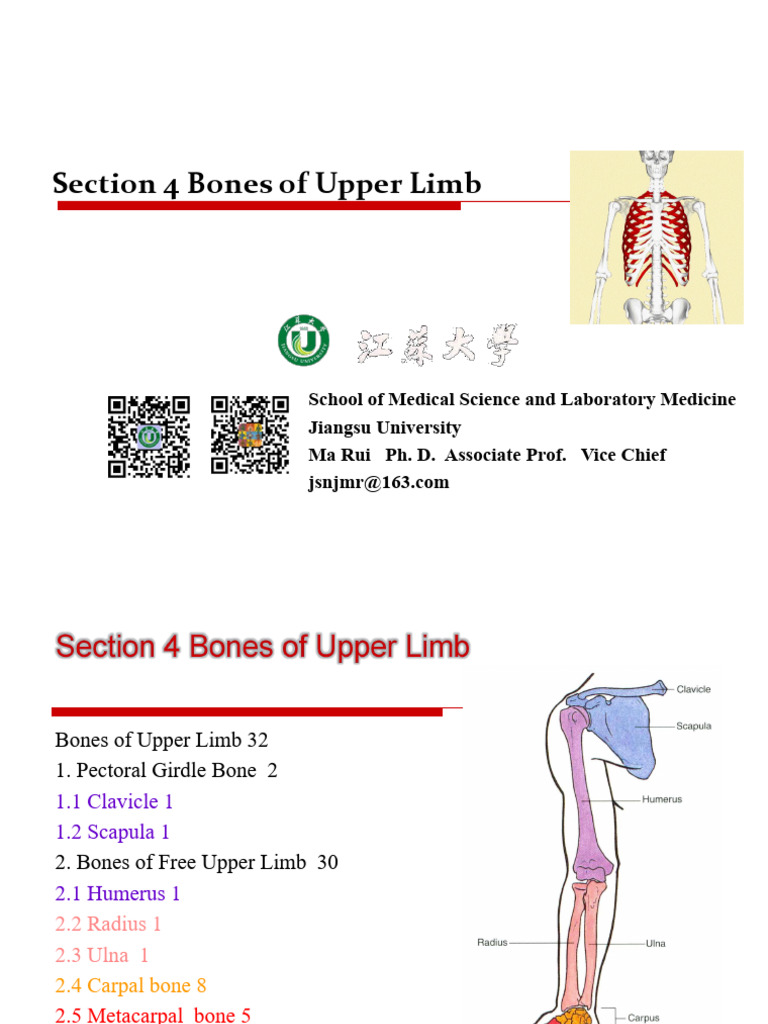 01-02 --2024-1-7 课后 MBBS bone limb | PDF | Skeletal System | Limbs ...