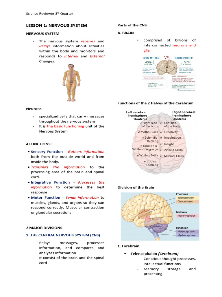 Science Reviewer 3rd Quarter For Grade 10 Biology | PDF | Central ...