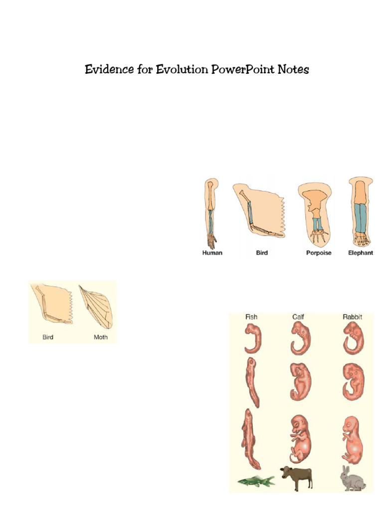 Evidence Evolution Student Notes | PDF | Sedimentary Rock | Fossil