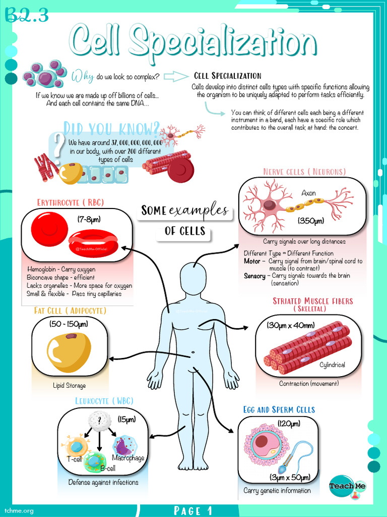 Cell Specialization Pdf Cell Potency Cellular Differentiation