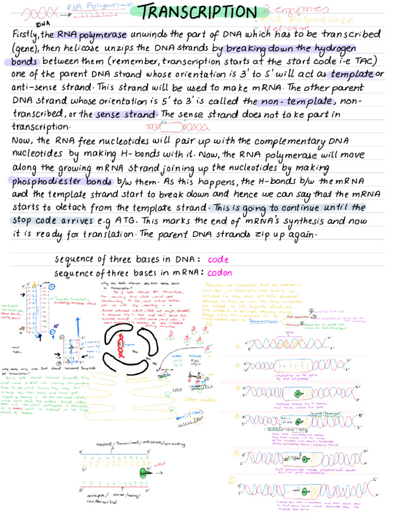 Protein Synthesis Notes | PDF | Messenger Rna | Ribosome