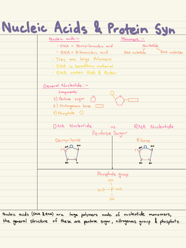 Nucleic Acids and Protein Synthesis 1 | PDF | Nucleotides | Nucleic Acids