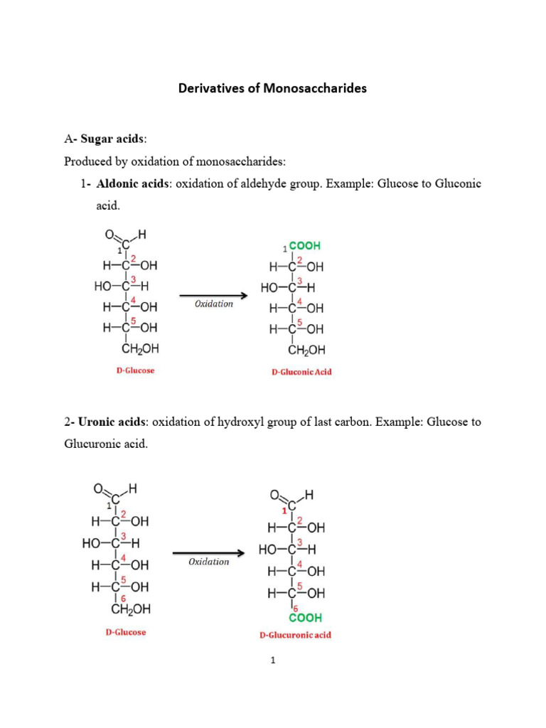 Lecture 2 Bioch 2025-2026 | PDF | Glucose | Polysaccharide