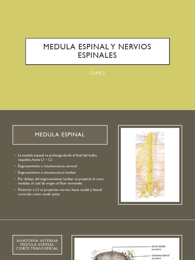 Medula Espinal y Nervios Espinales 2 | PDF | Médula espinal | Sistema ...