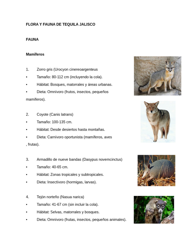 Flora y Fauna | PDF | Venado de cola blanca | Arboles