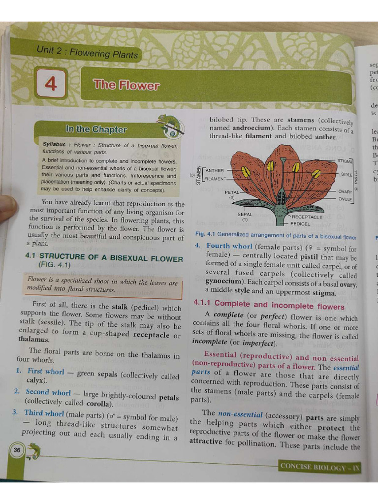 Chapter 4 - The Flower | PDF