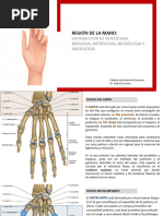 Anatomía de las Falanges de la Mano | PDF | Mano | Articulación