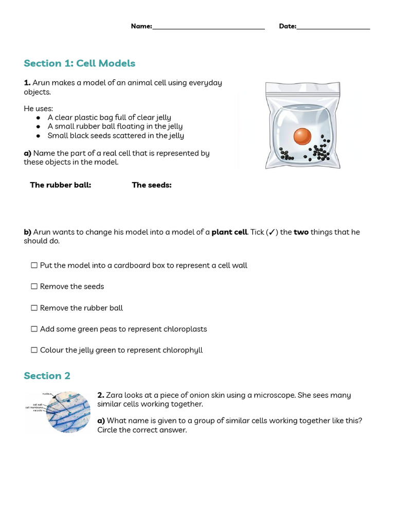 Section 1: Cell Models: Name: Date | PDF