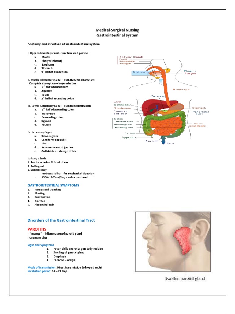 Gastrointestinal System | PDF | Peptic Ulcer | Gastrointestinal Tract