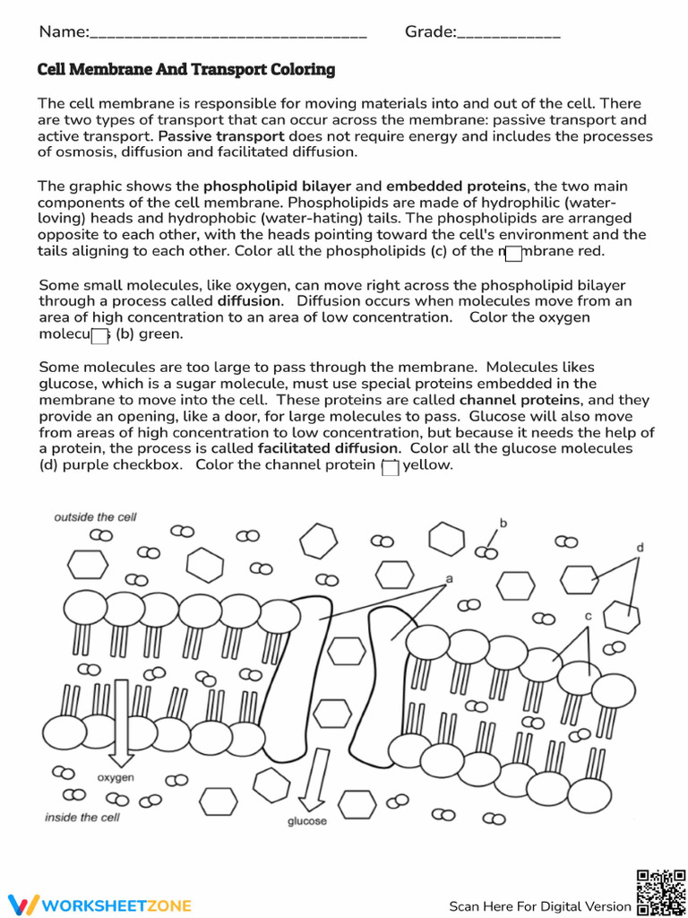 Cell Membrane and Transport Coloring Worksheet | PDF