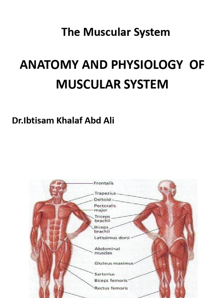 The Muscular System - Muscular-System | PDF