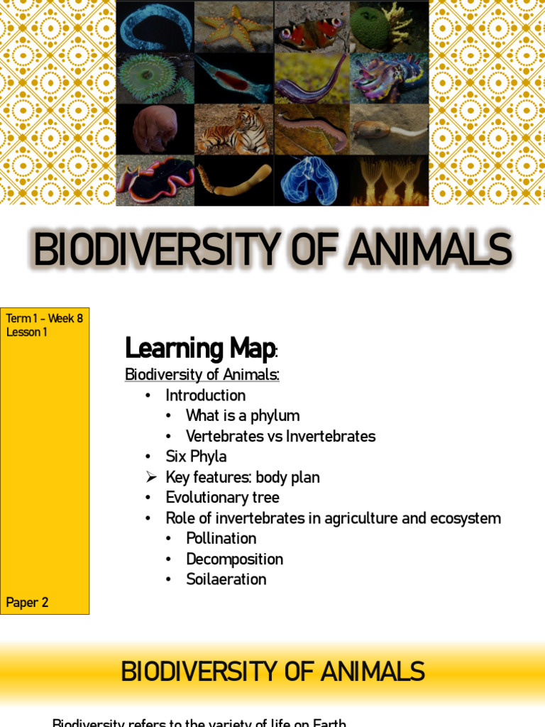 11 - Term 1 - Biodiversity of Animals | PDF