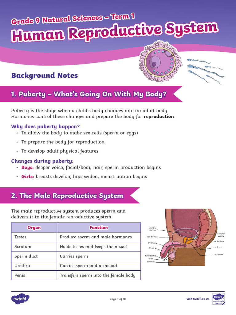 Za Ns 1770106333 Grade 9 Ns Human Reproductive System Activity Sheet ...
