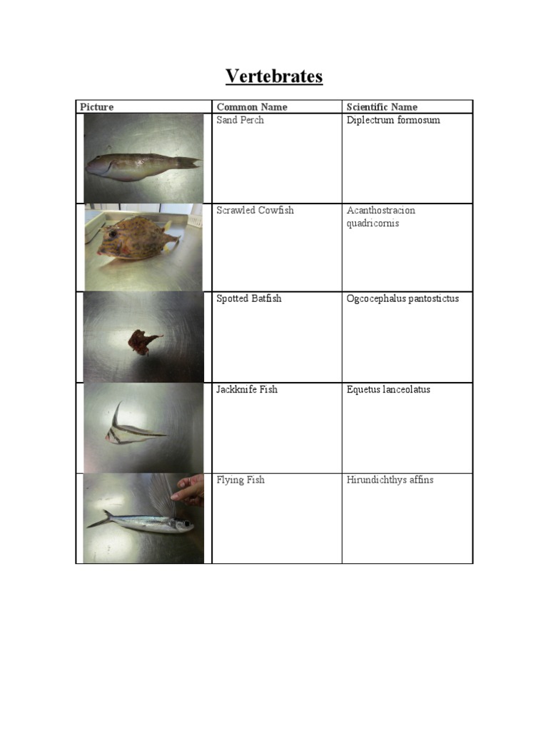 Animals Seen - Vertebrates | PDF | Science & Mathematics