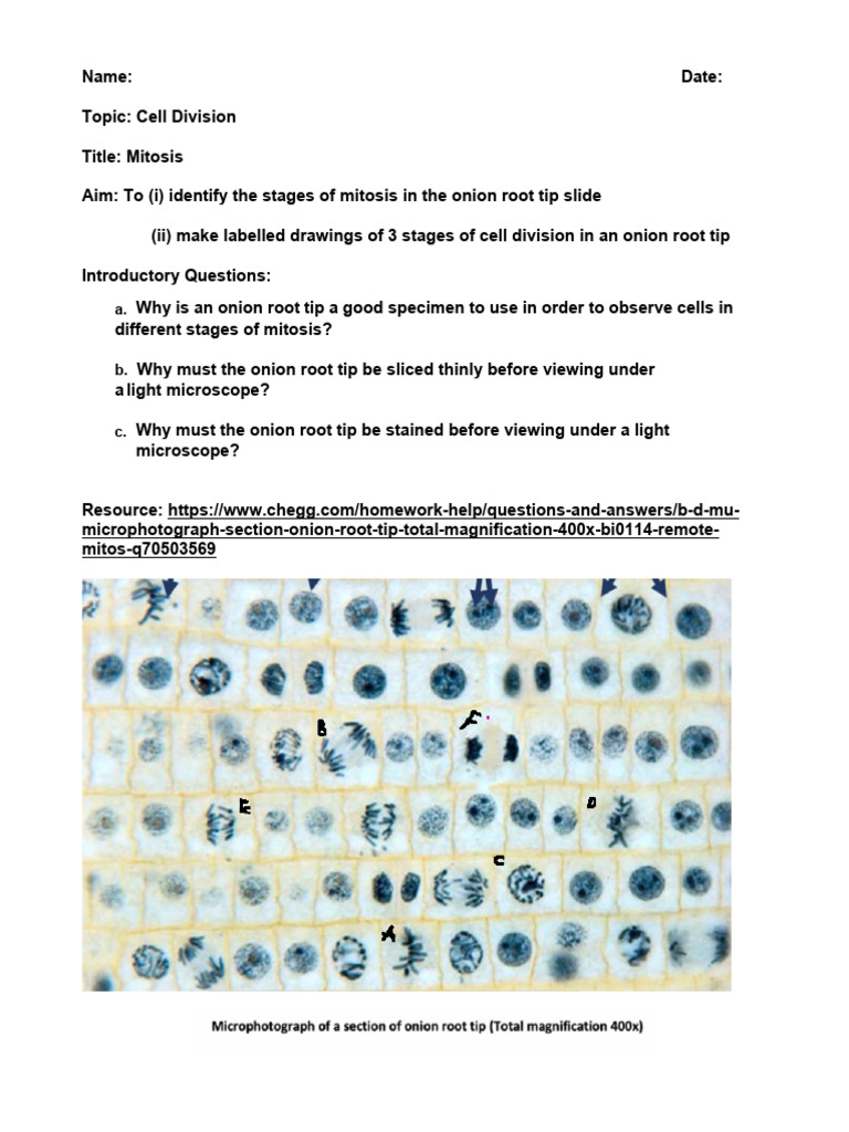Mitosis Lab Updated | PDF
