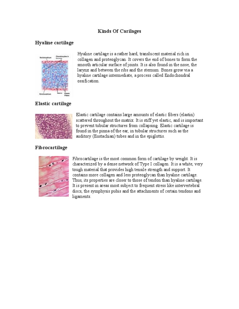Types of Cartilage Explained | PDF