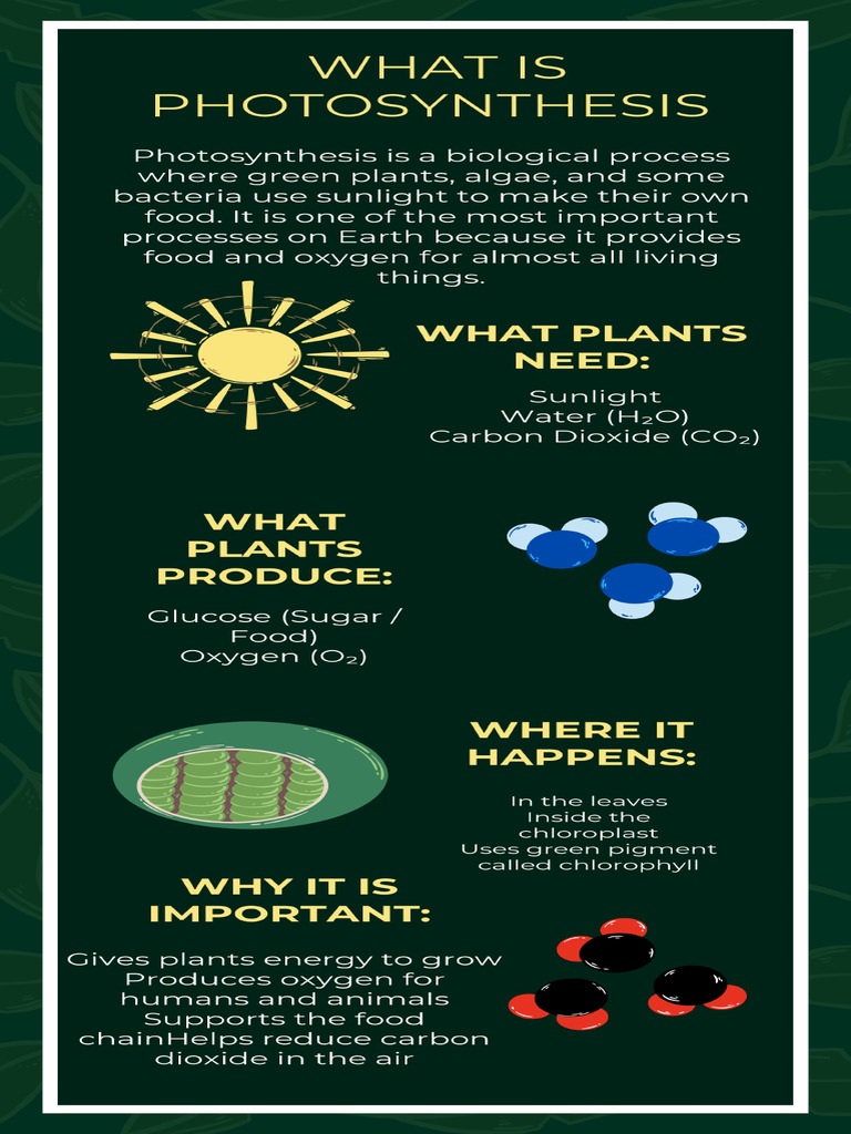 The Basics of Photosynthesis Educational Infographic - 20260223 ...