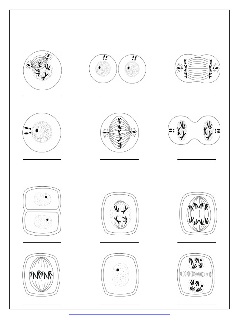 Answersheet Cell Division Worksheet | PDF