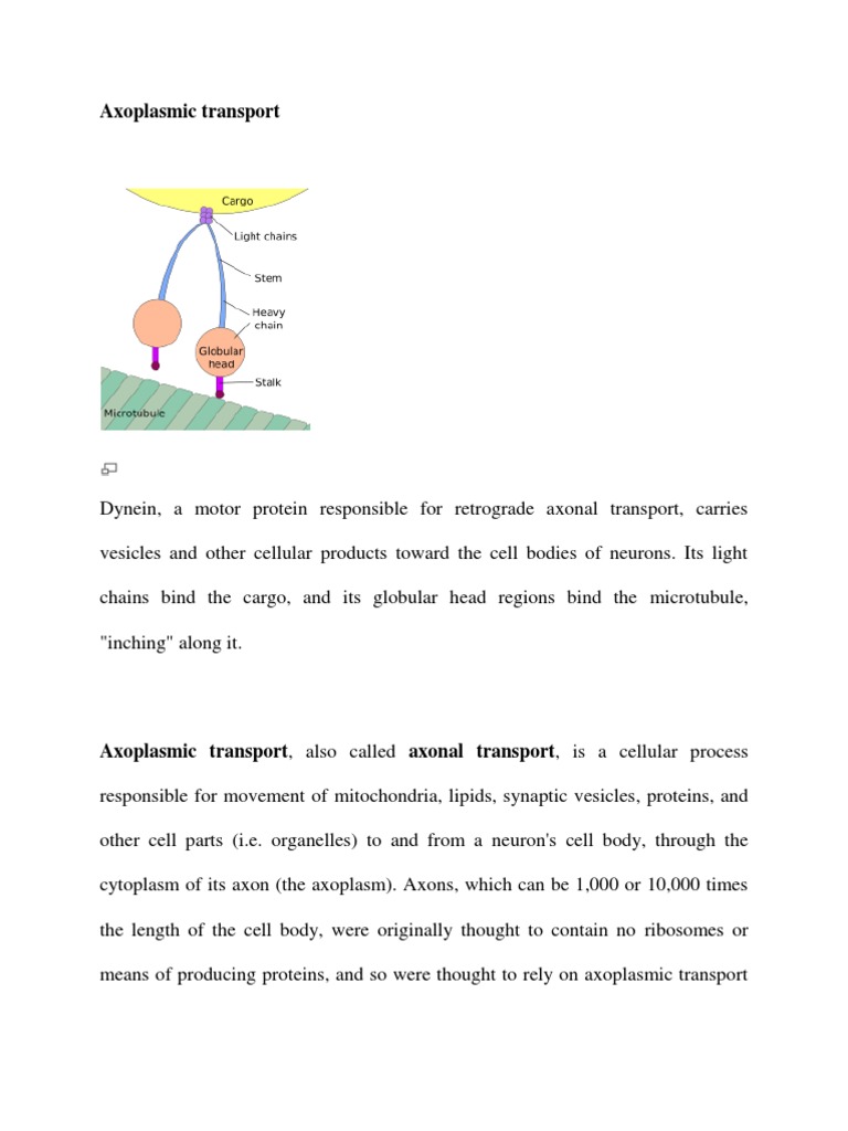 Axoplasmic Transport | PDF | Nervous System | Cell Biology