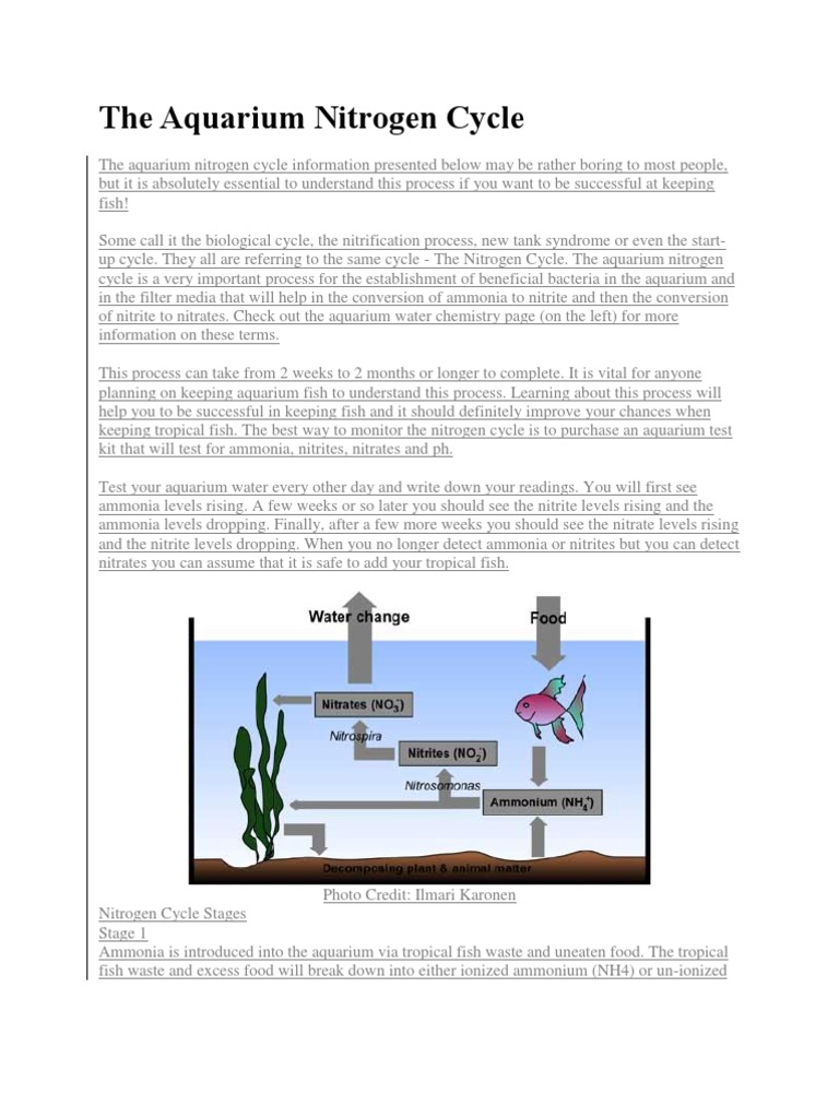 Understanding the Aquarium Nitrogen Cycle: A Guide to Establishing ...
