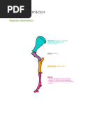 Anatomía del Cúbito: Estructura y Función | PDF | Codo | Extremidades ...