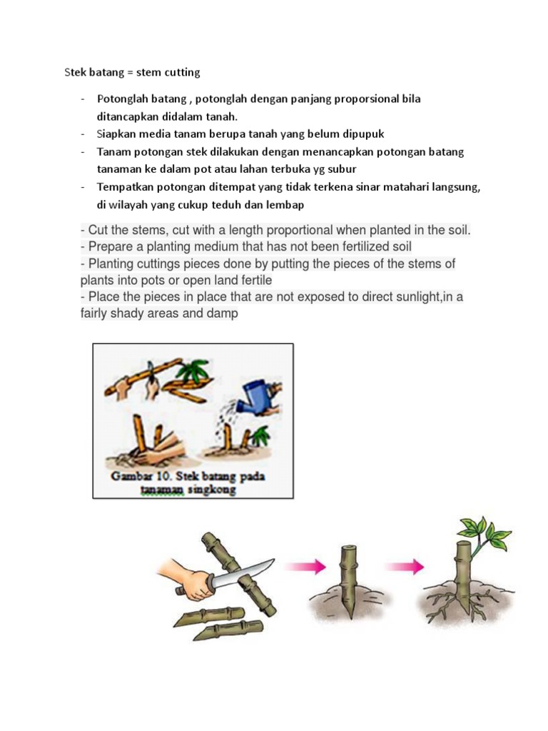 Stek Batang | PDF | Mengenten | Botani