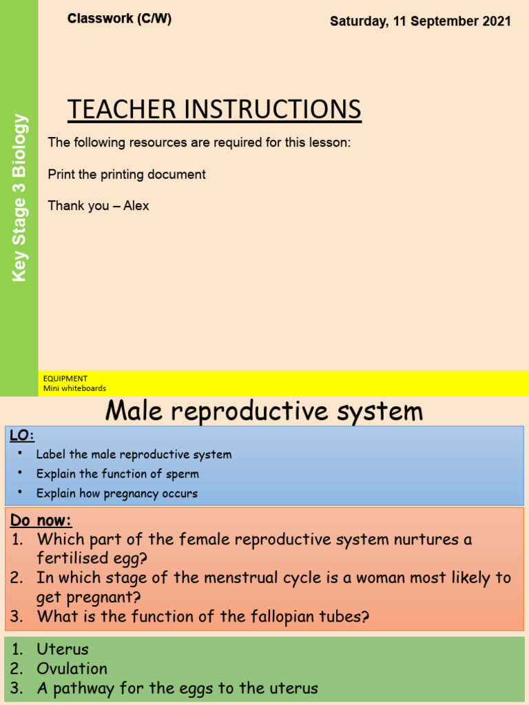 Lesson 2 - Male Reproductive System | PDF | Reproductive System ...