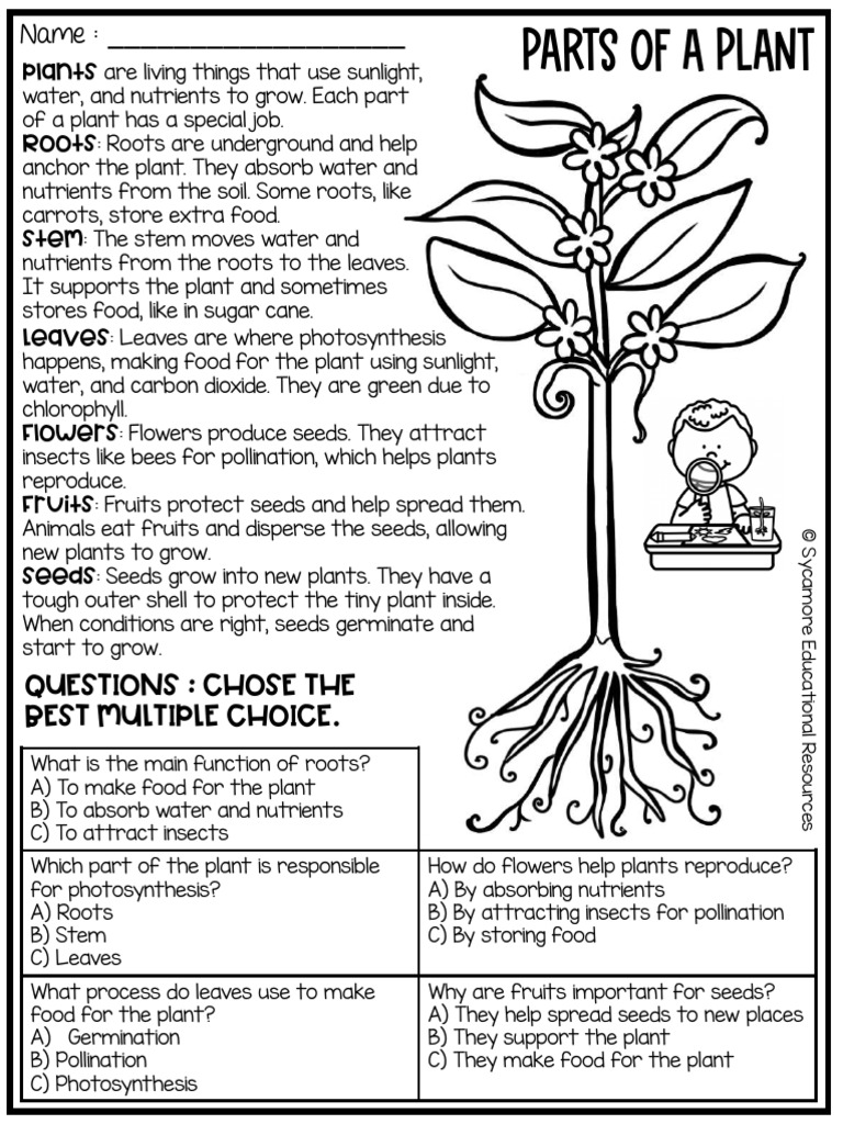 Parts of A Plant Reading and Labeling | PDF