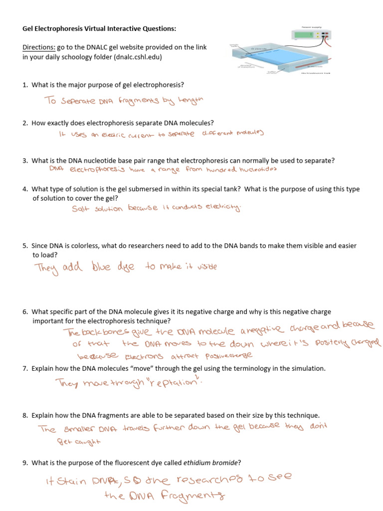 Gel Electrophoresis Virtual Interactive Questions | PDF | Agarose Gel ...