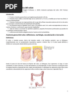 Anatomía Quirúrgica del Colon | PDF | Intestino grueso | Abdomen