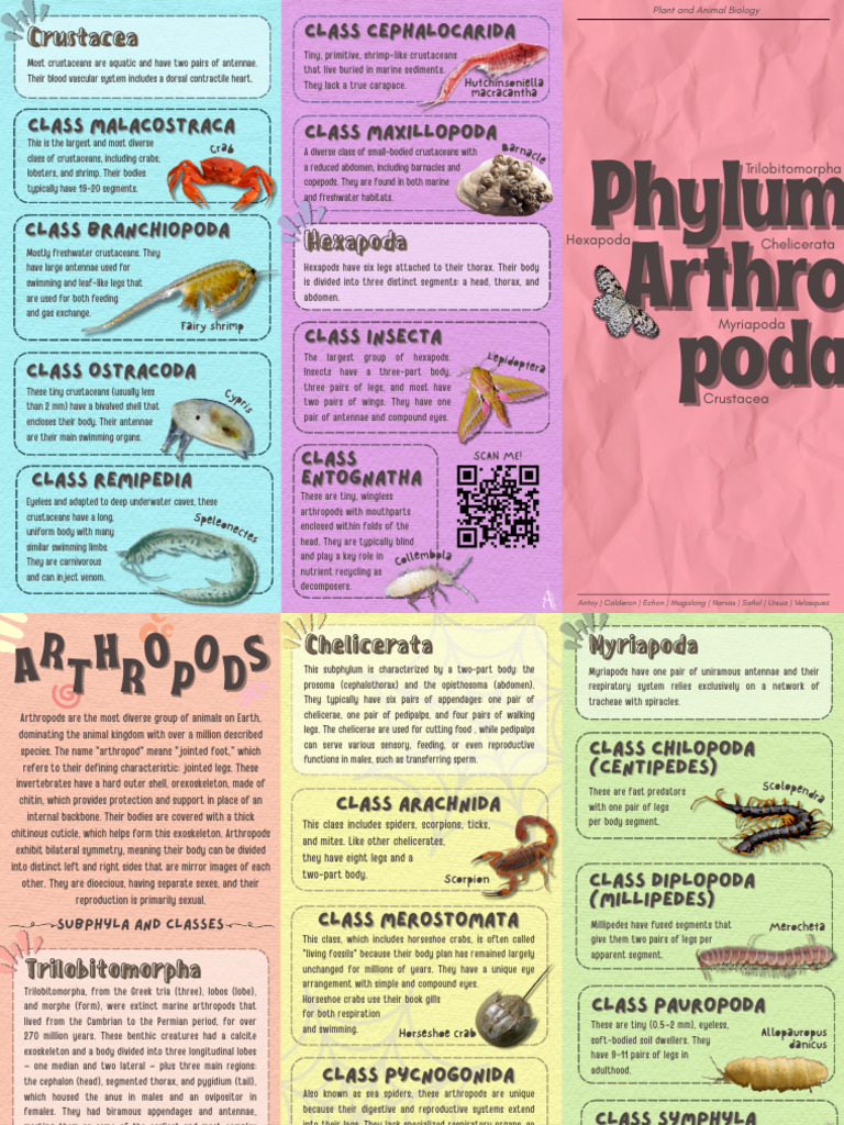 Phylum Arthropoda | PDF | Crustacean | Hexapoda