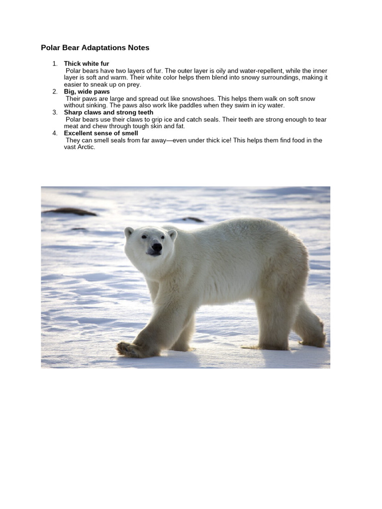 Polar Bear Adaptations | PDF