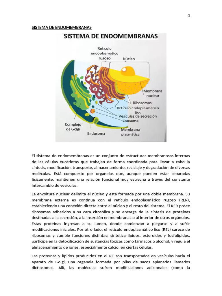 Sistema de Endomembranas | PDF | Citoplasma | Biofísica
