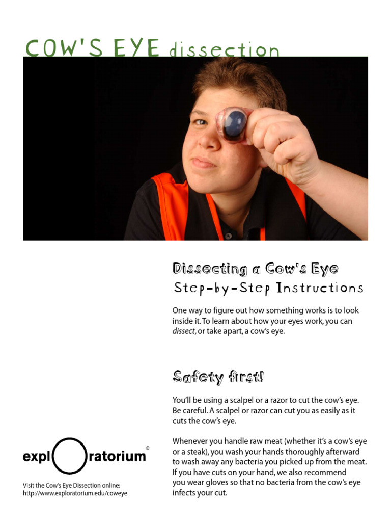 YR8 P3 Lesson 11a Eye Dissection Worksheet (Instructions) | PDF ...