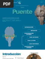 Funciones y Estructura del Puente de Varolio | PDF | Cerebelo | Cerebro