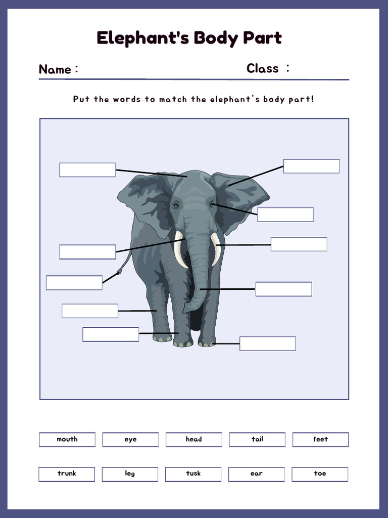 Elephant's Body Part Worksheet | PDF
