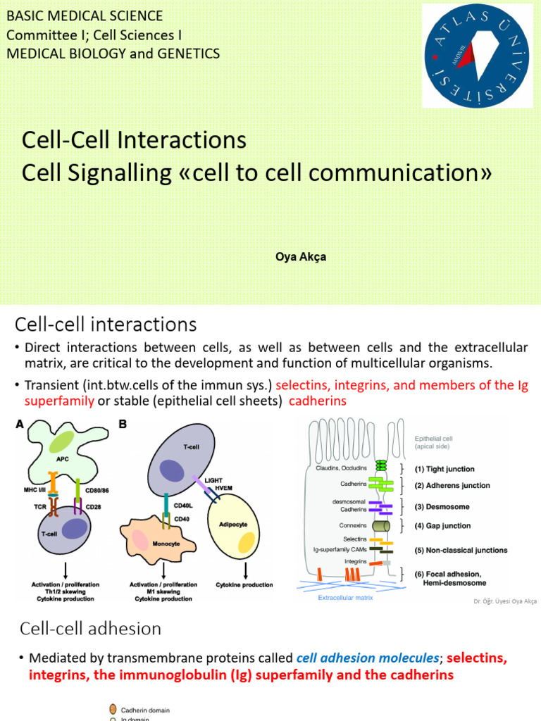 12.MED1.12Cell-Cell Interactions, Cell Signalling | PDF | Cell Adhesion ...