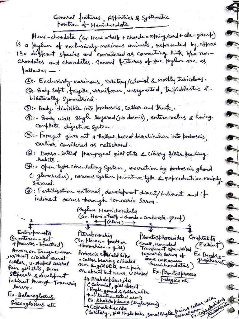 Hemichordata General Feature Affinity and Systematic Position | PDF