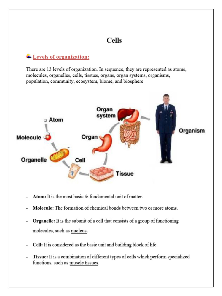 Cells Study Notes (Part 1) | PDF | Cell (Biology) | Cytoplasm