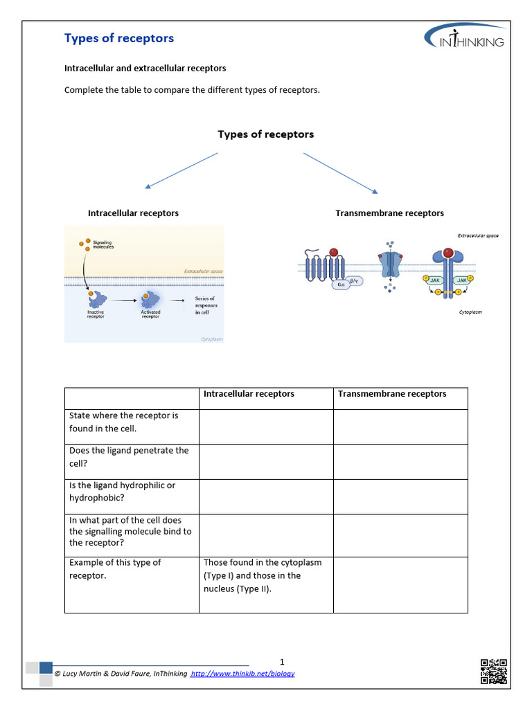 Types of Receptors Summary Sheet | PDF | Neurophysiology | Biology