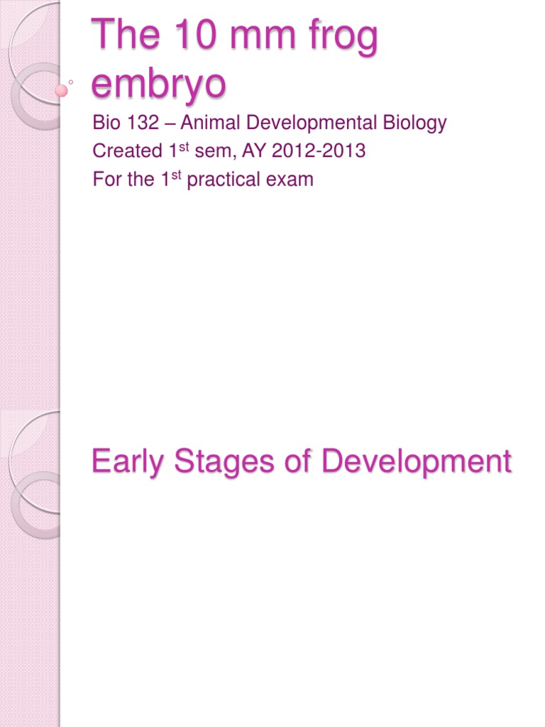 10mm Frog Tadpole | PDF | Zoology | Anatomy