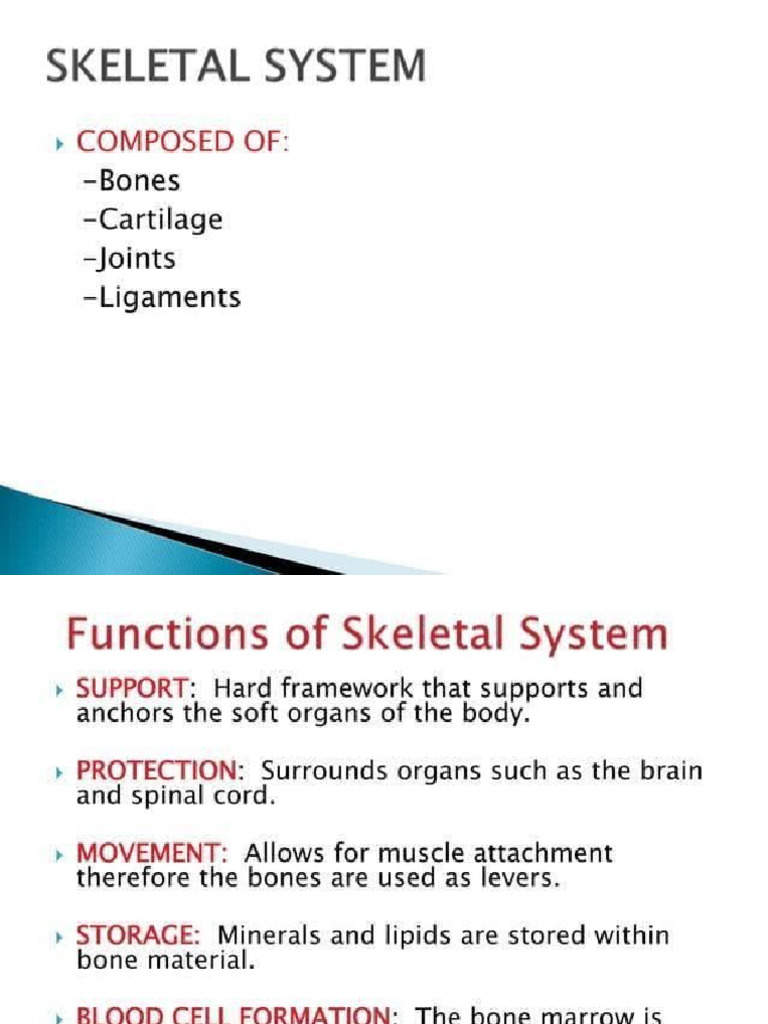 Skeletal System Complete | PDF